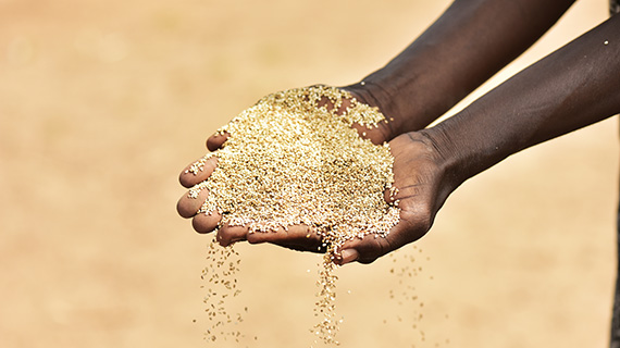 From Plantation to Destination Your Partners in Sesame Transportation | MSC