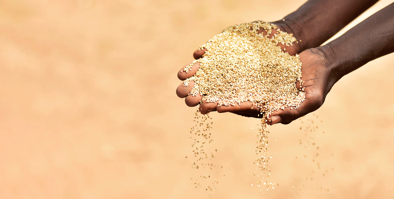 Sesame Shipping Services - Global Logistics | MSC