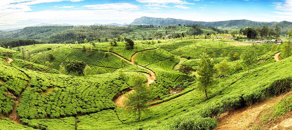 Tea: Cargo Shipping Solution | MSC