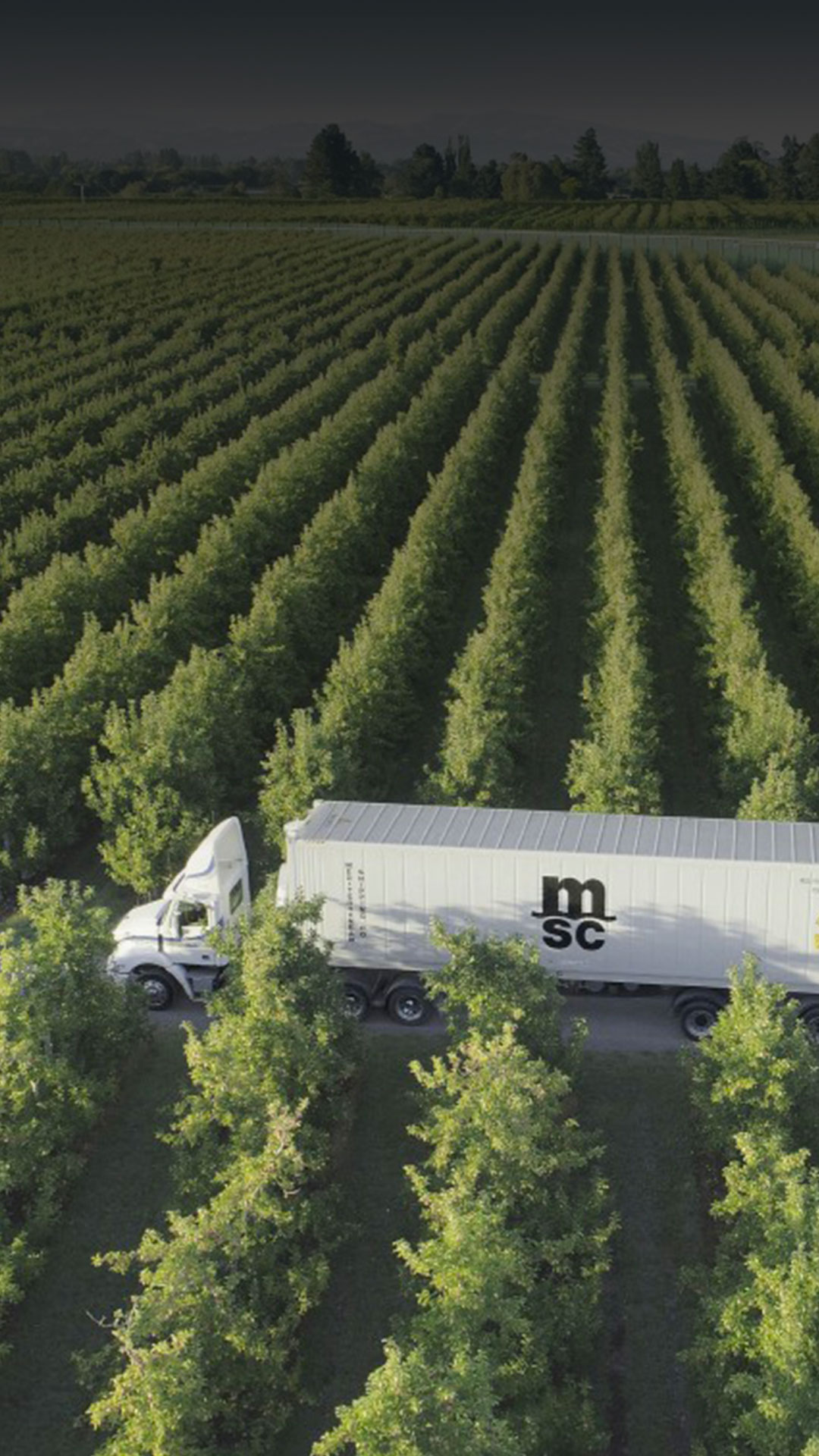 Reefer Containers - Refrigerated Transport Solutions | MSC