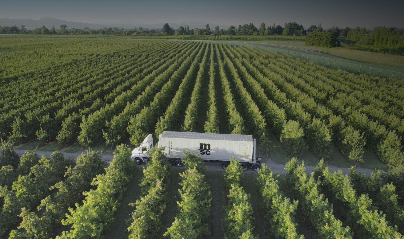 Reefer Containers - Refrigerated Transport Solutions | MSC